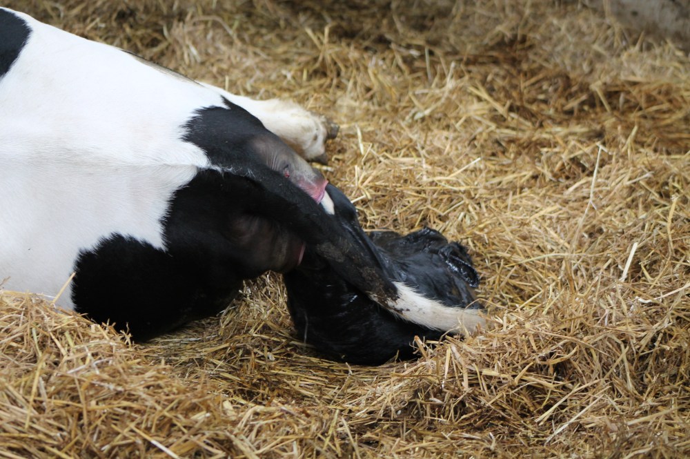 Geboorte van een kalf | De avonturen van een boerenmeid