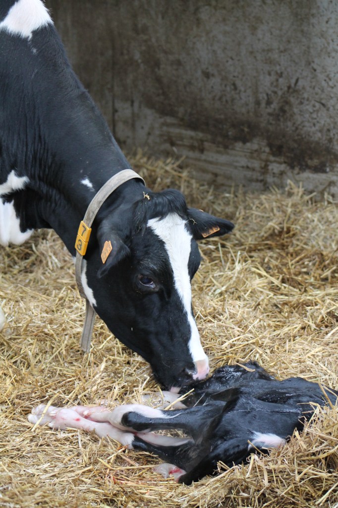 Geboorte van een kalf – De avonturen van een boerenmeid