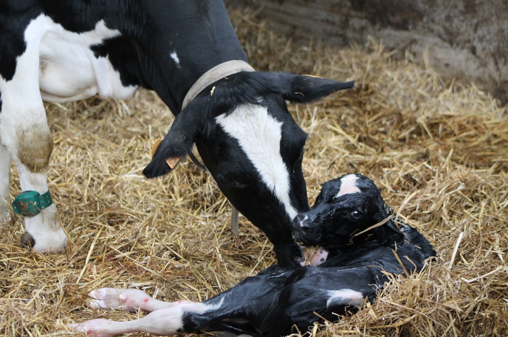 Geboorte van een kalf – De avonturen van een boerenmeid