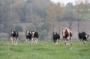Van kalf tot koe op twee jaar – De avonturen van een boerenmeid